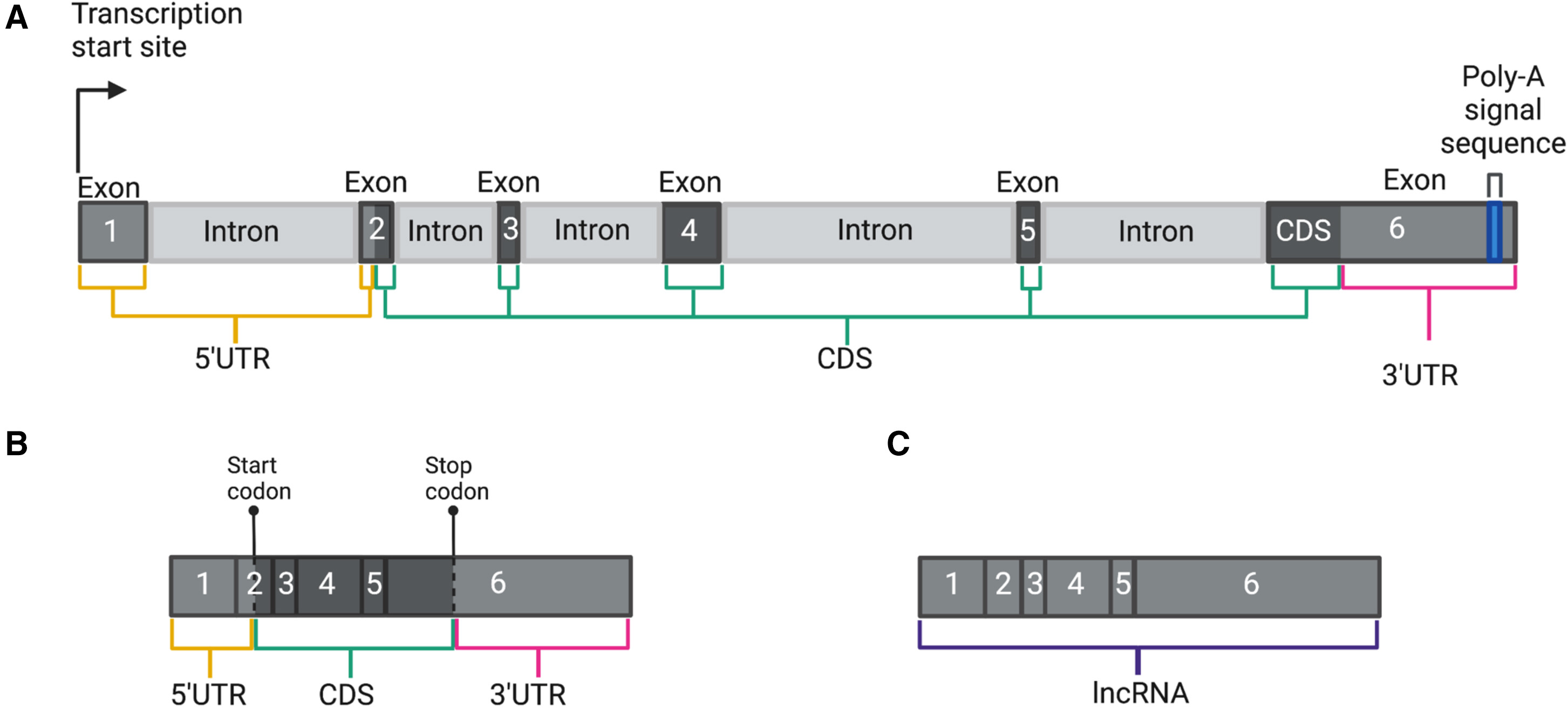 Les exons ne sont pas forcément codants | Planet-Vie
